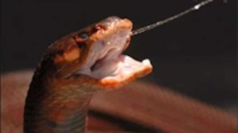 No fangs needed: These 5 clever snakes use mind games, not venom, to ...