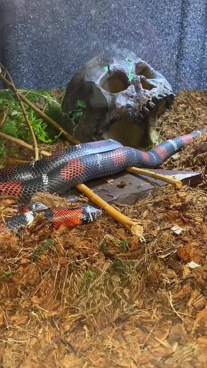 This was crazy! This snake got the rizz!