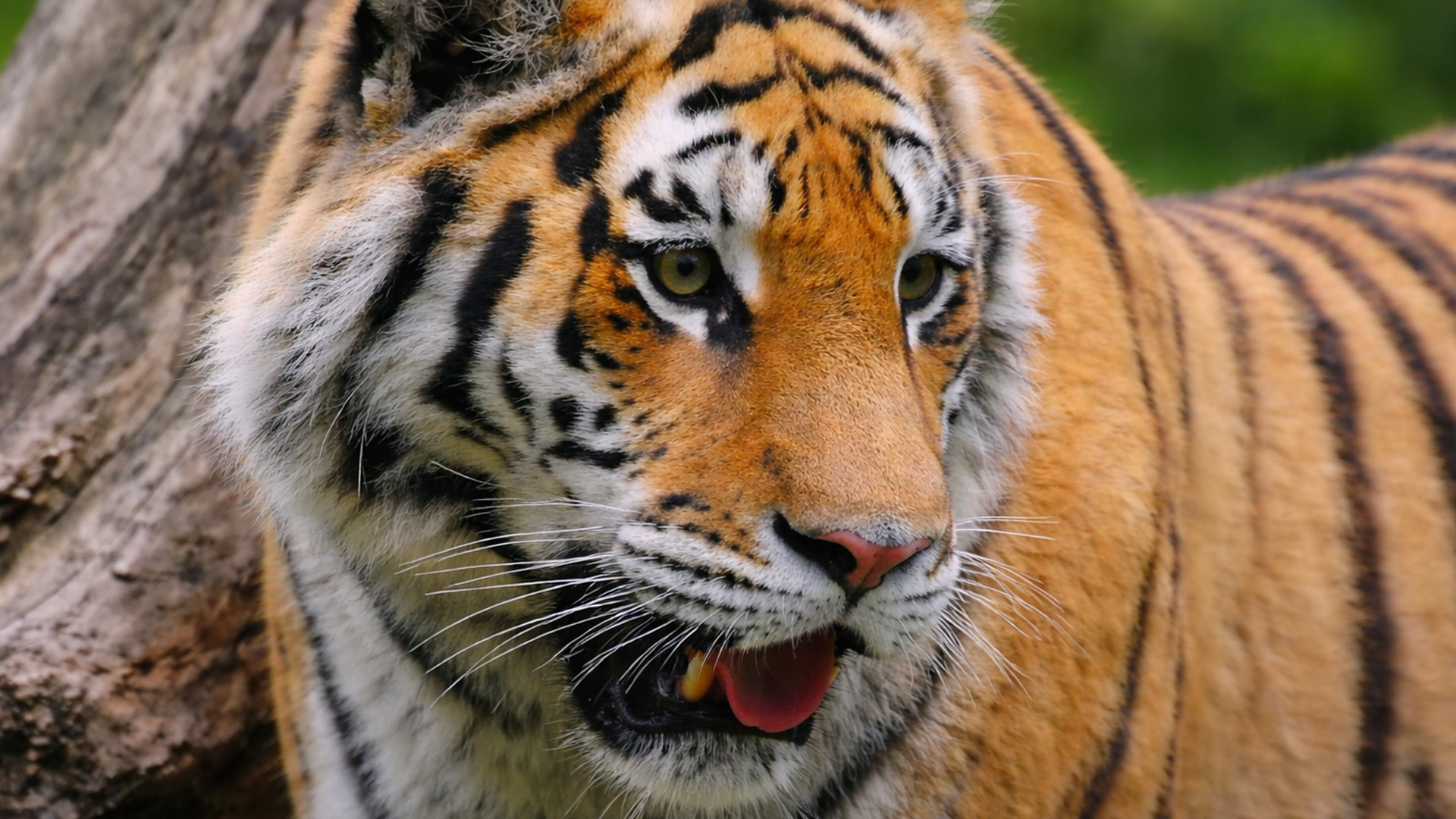 Caught on hidden camera - unexpected moment shows a tiger up close in ...