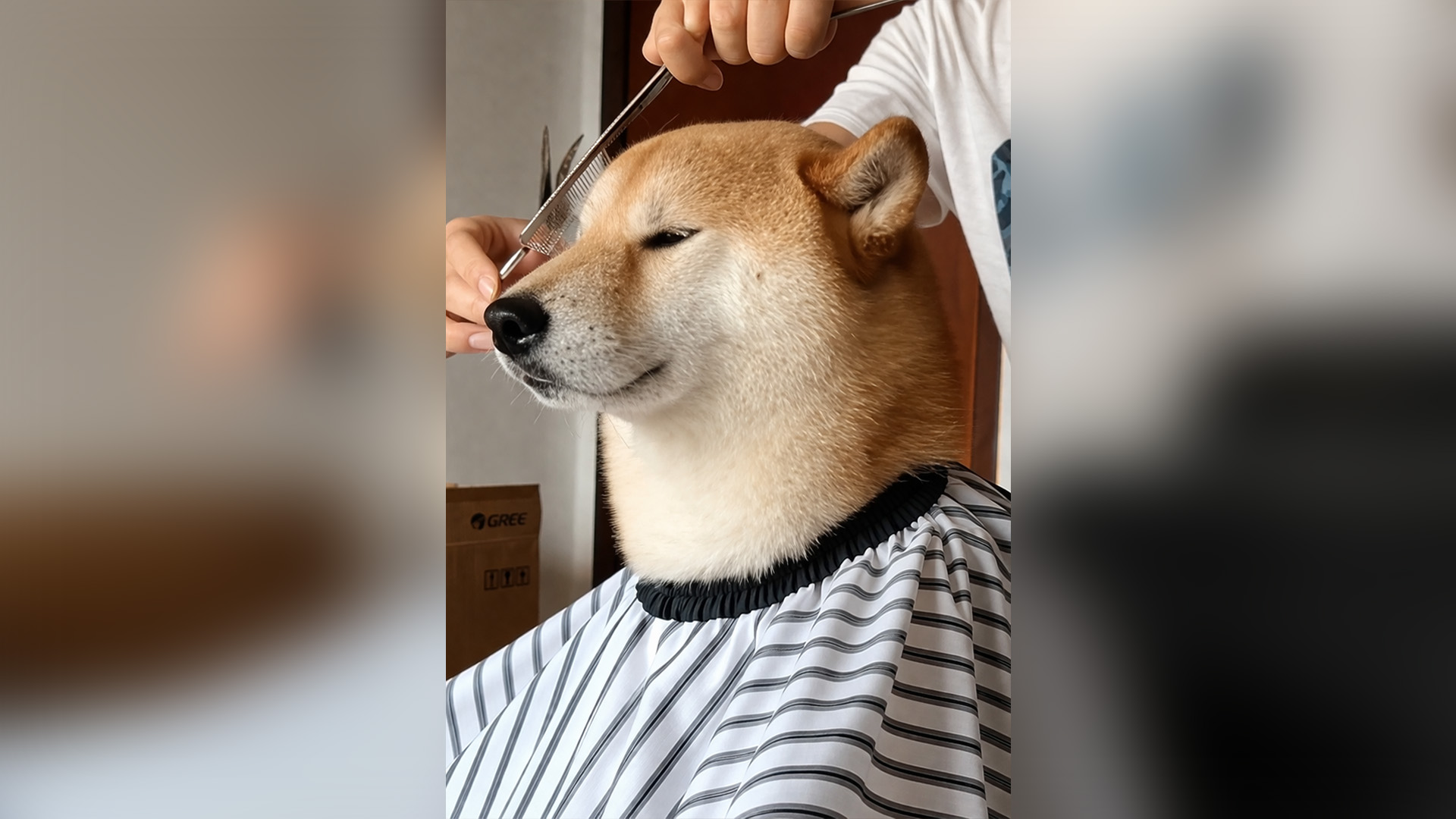 Dog sitting calmly during a haircut