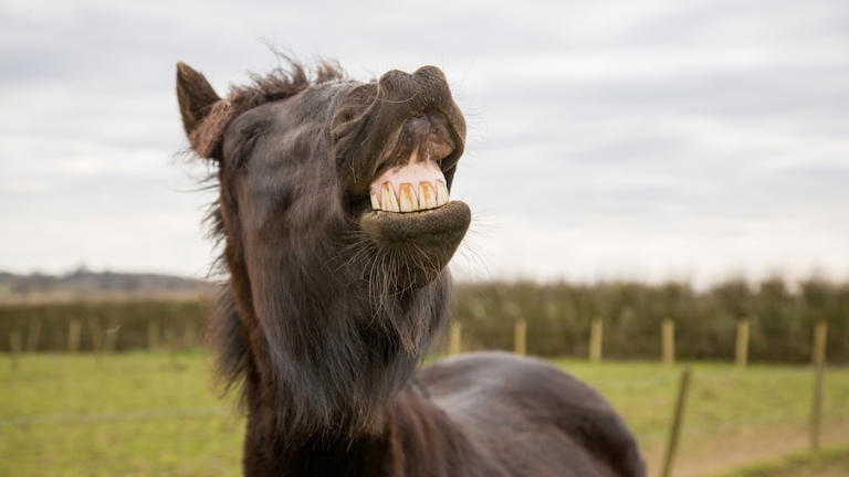 Why do horses actually flehmen?