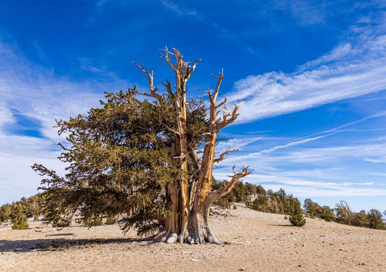 Se llama Matusalén y está considerado el árbol más antiguo del mundo ...