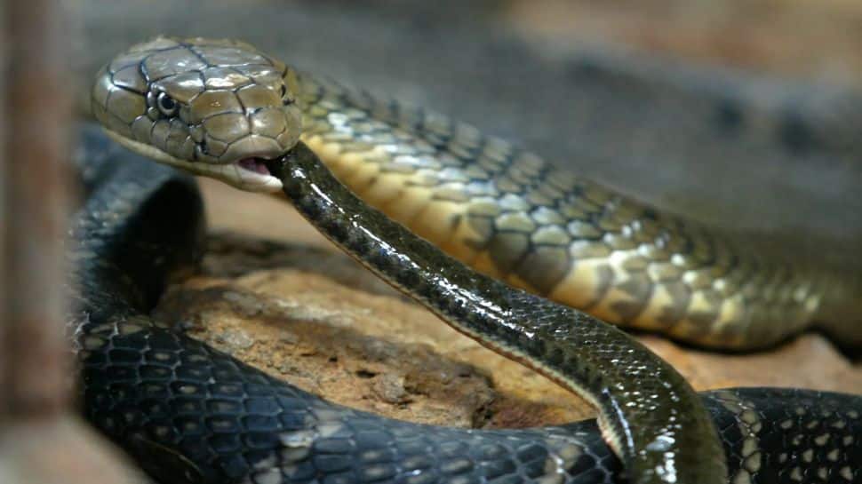 No fangs needed: These 5 clever snakes use mind games, not venom, to ...