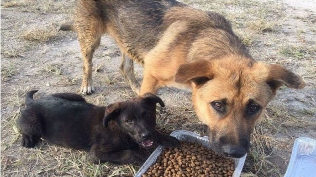 They fed hundreds of stray dogs daily, but noticed one dog in ...