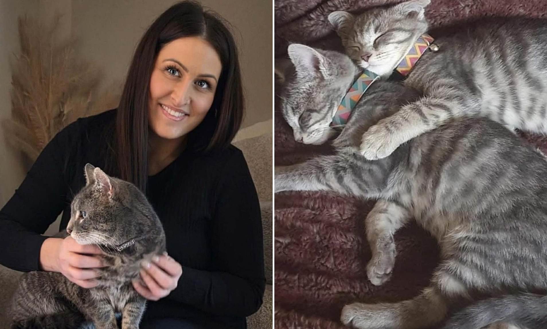 Missing cat is finally reunited with his owner five years after being ...