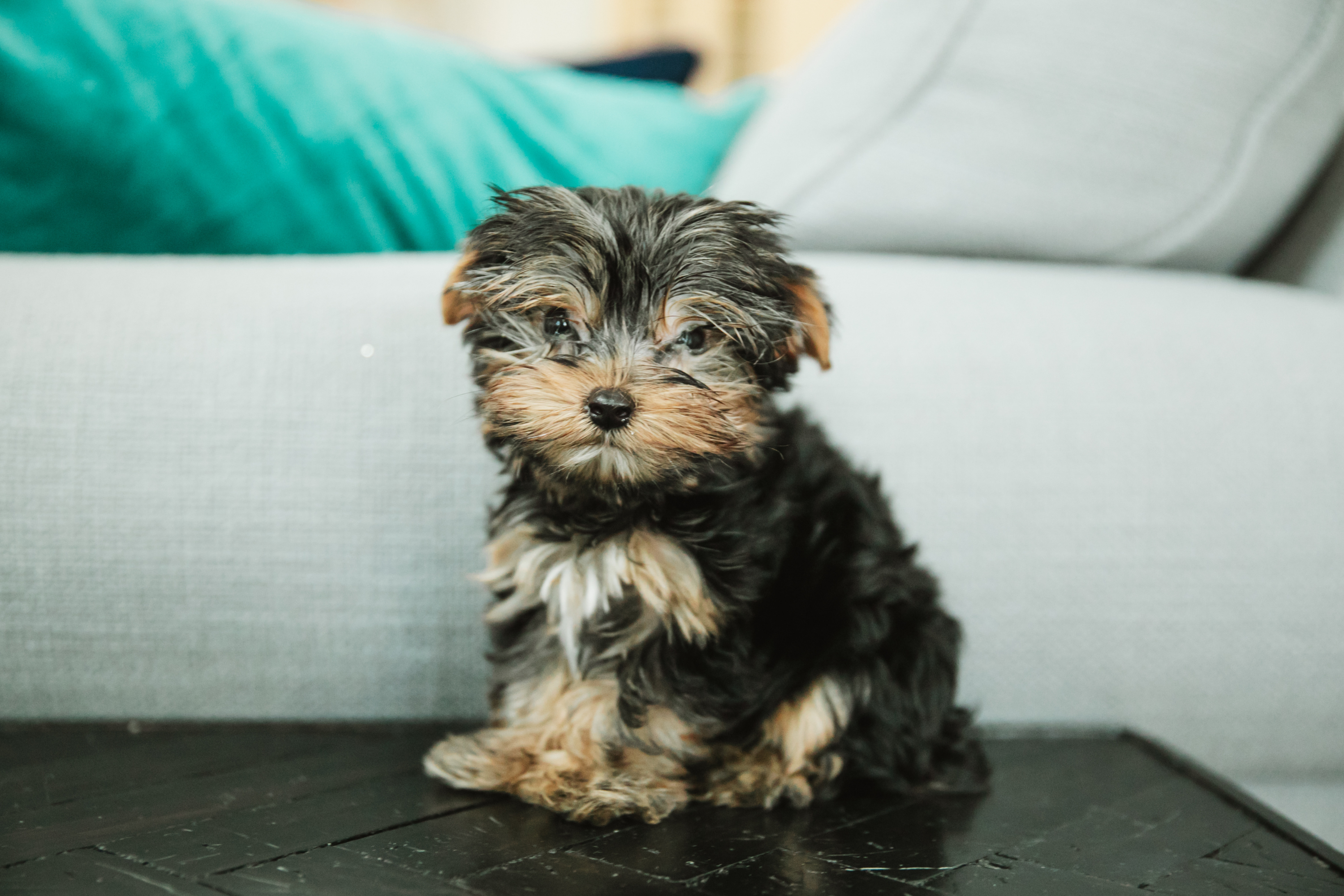 Exact moment owner realizes second dog for senior Yorkie was the right call