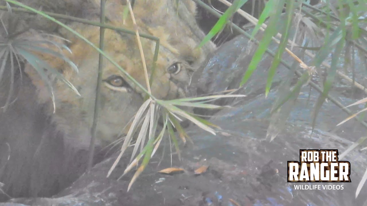 Young lions try eating a hippo carcass