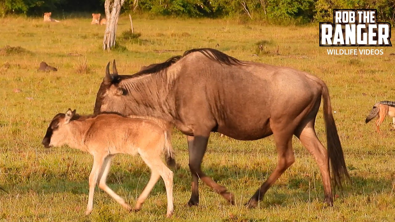 Lions love watching the massive wildebeest herds pass by
