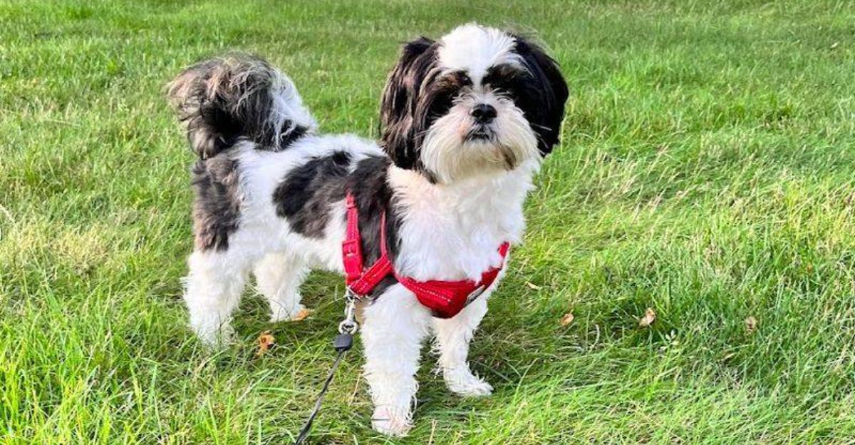 12 dog breeds that stay happy with very little exercise