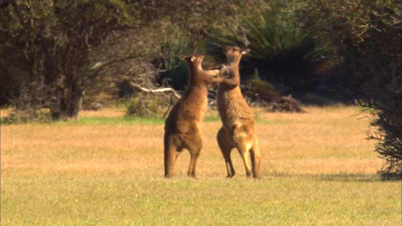 This is one of the few animals that fights like a human