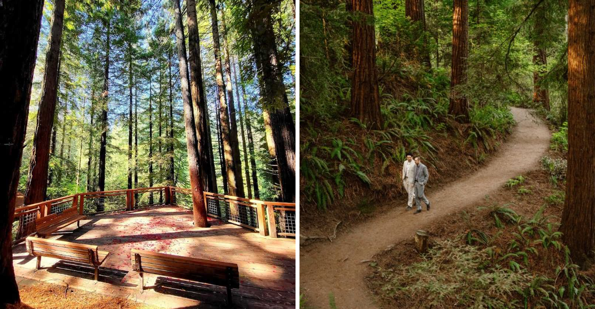 The Oregon 'Narnia Trail' that turns a simple family hike into a ...