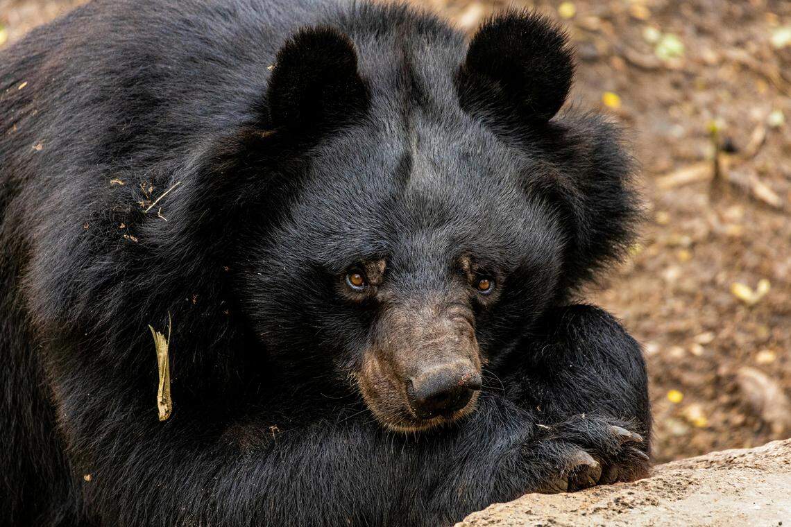 Black bears are roaming in GA more now. Here's what to know to stay safe