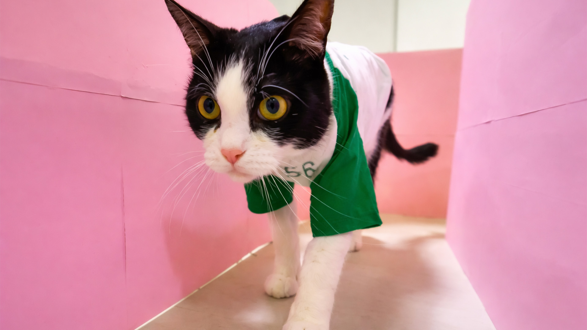 Deze kat lijkt klaar voor de volgende wedstrijd