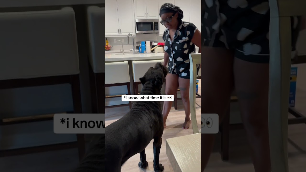 Massive dog banned from the family kitchen after naughty moment