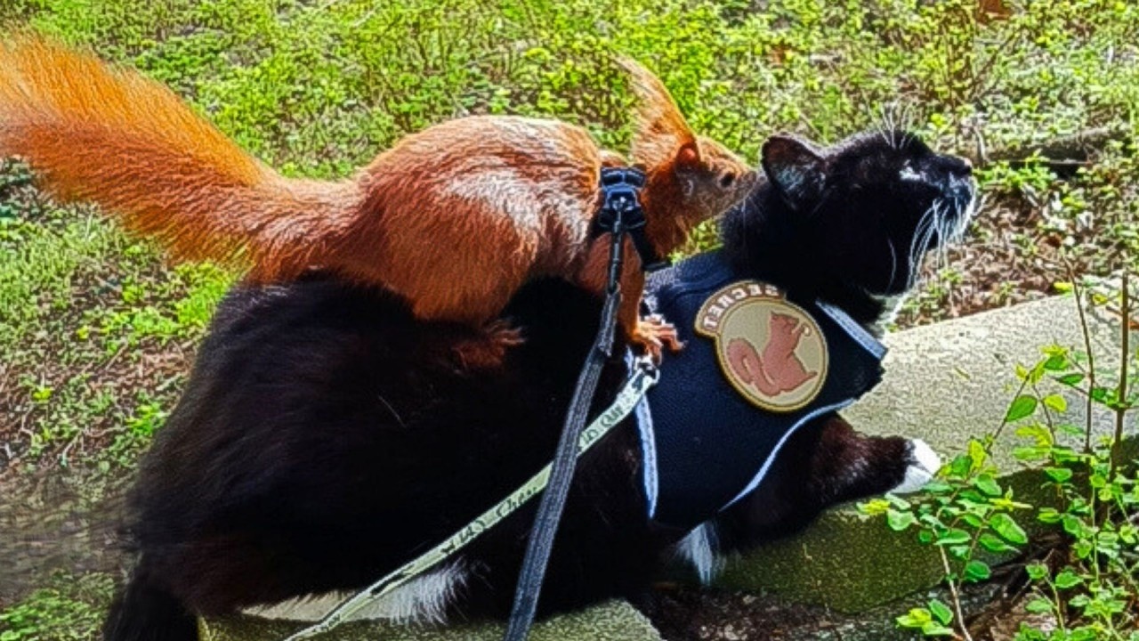 A baby squirrel became best friends with a cat - and their bond is ...