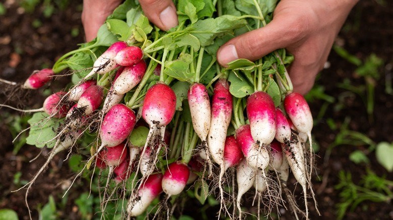 What are French breakfast radishes and what makes them special?