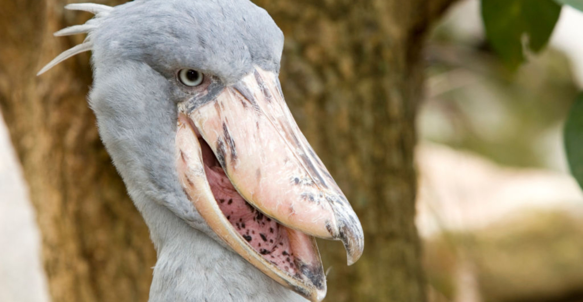 Weird and wonderful animals you've never heard of