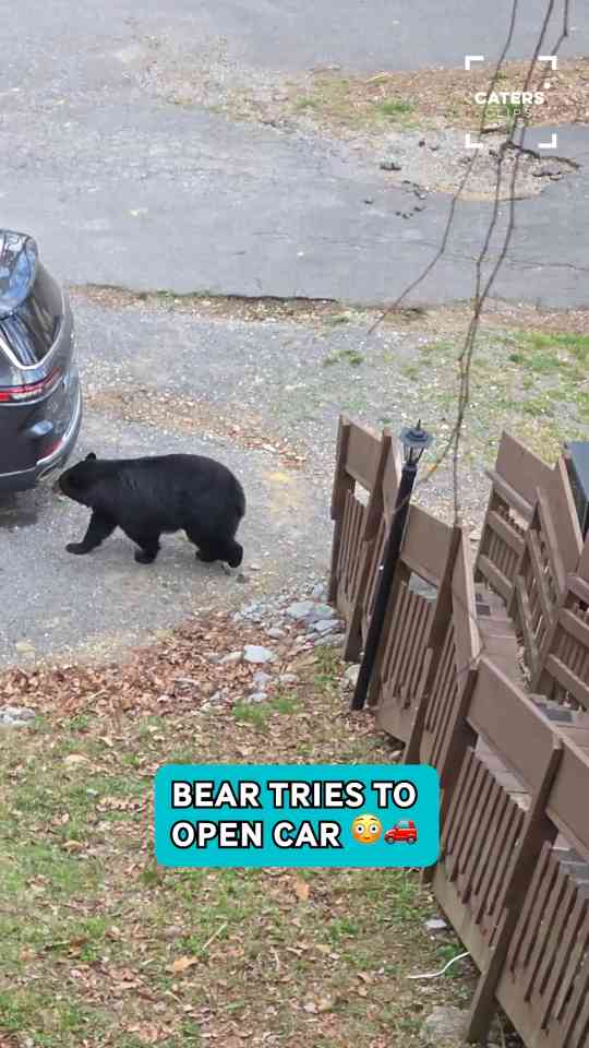 Bear tries to break into car in Tennessee and damages door handle