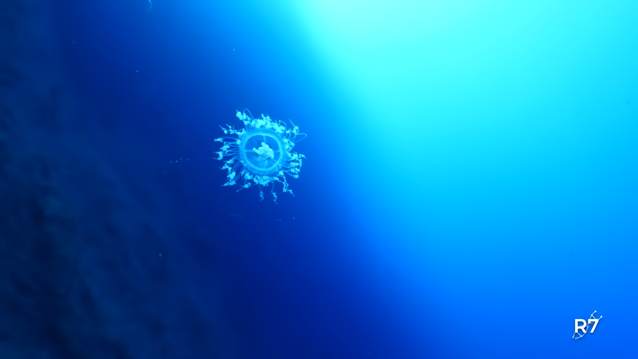 Something strange is happening with this “immortal” creature