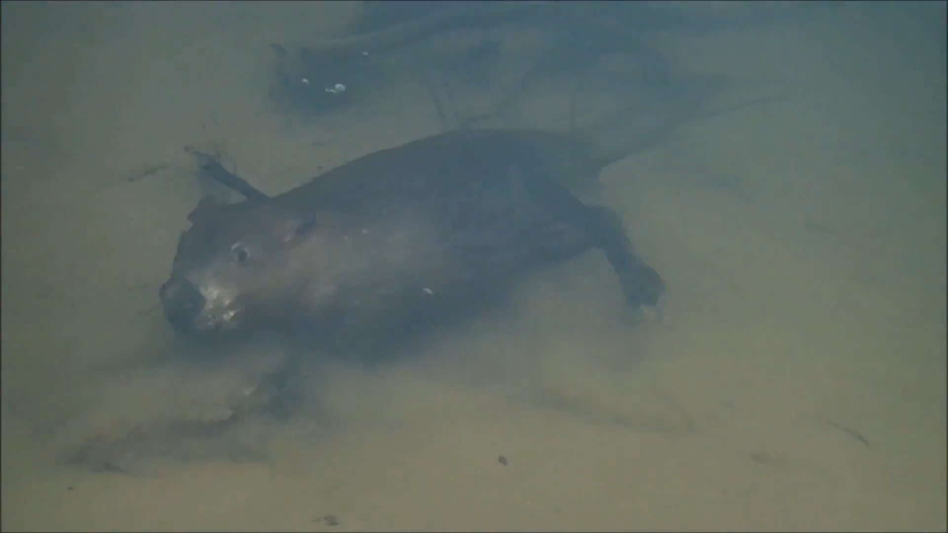 Man tries to catch beaver - ends up sinking his kayak