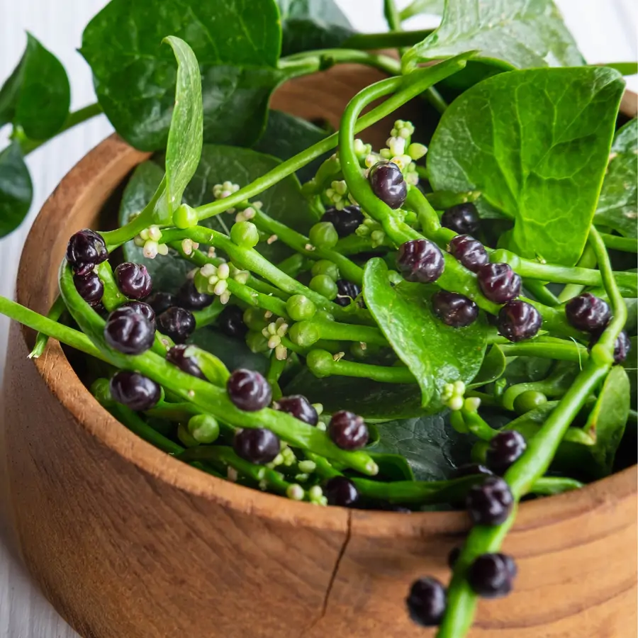 Basella alba: la planta perfecta para tu balcón y tus mejores recetas