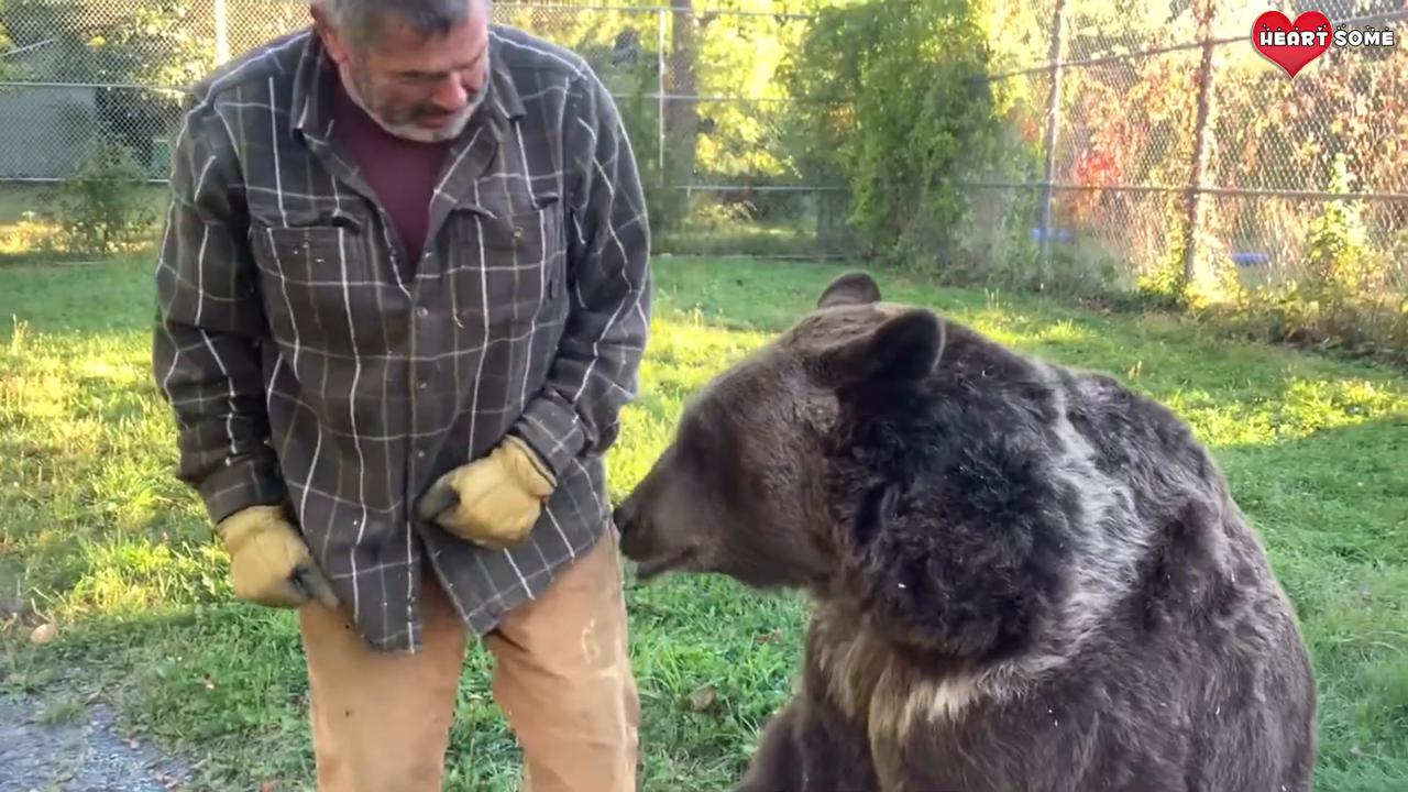 This man has a strong bond with a rescued brown bear | Heartsome