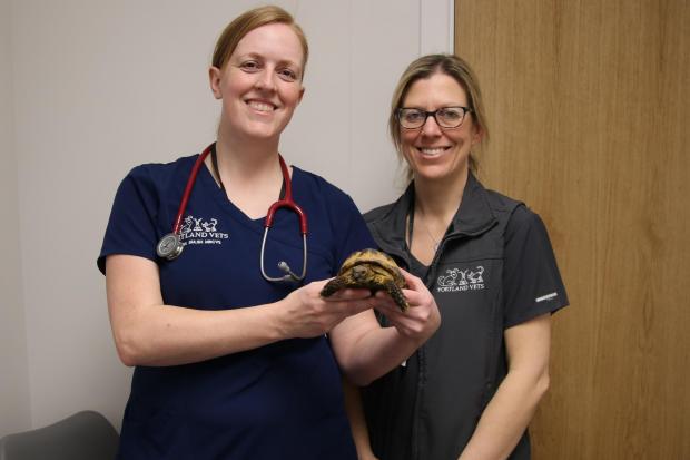 Vet practice opens specialist hibernation hotel for tortoises