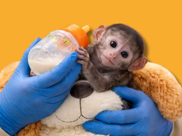 After Punch, baby monkey Yuji is the internet’s new soft spot—but why ...