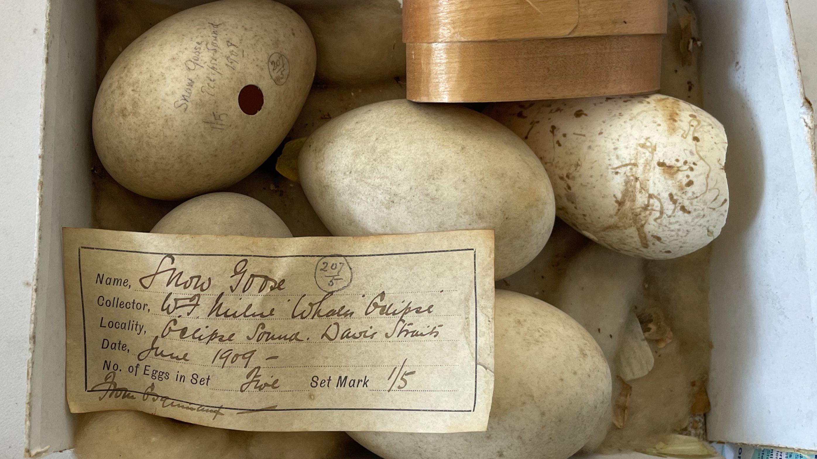 From dusty attic to museum floor - the rare egg collection spreading ...