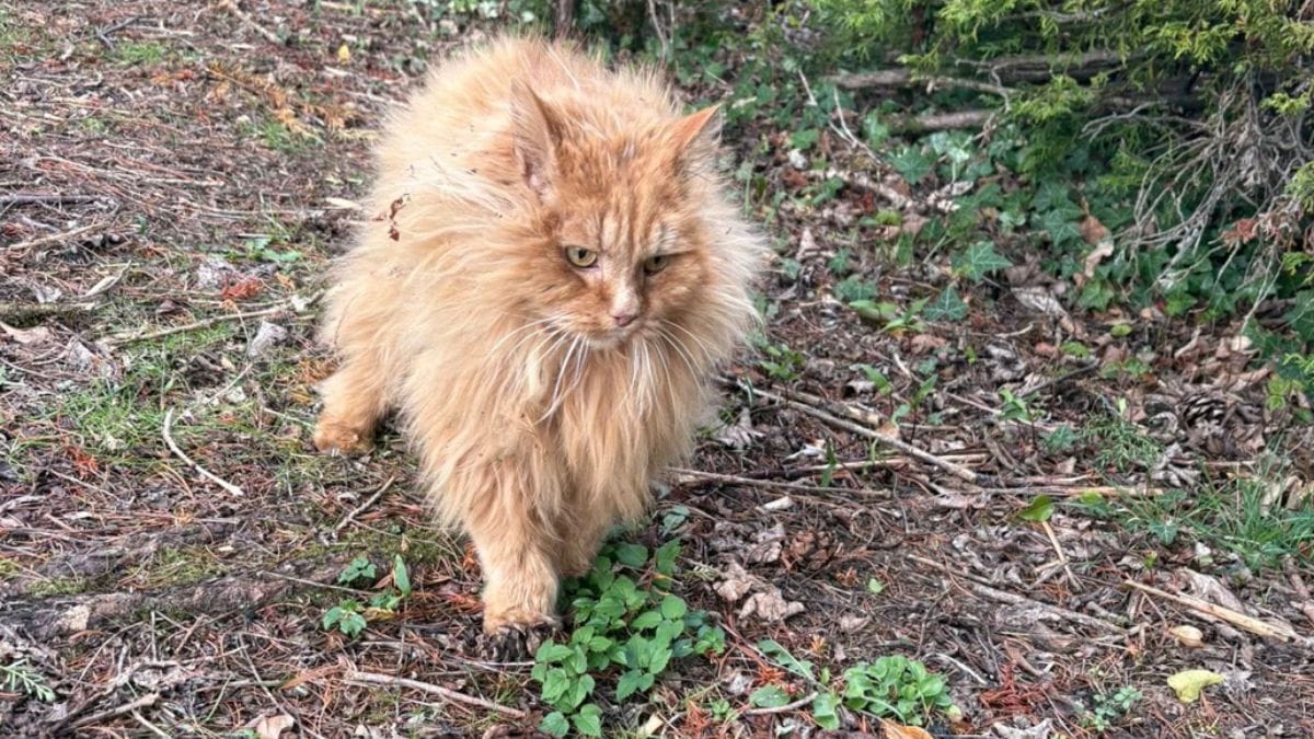 Cat vanishes without a trace: 4 years later, a social media photo ...