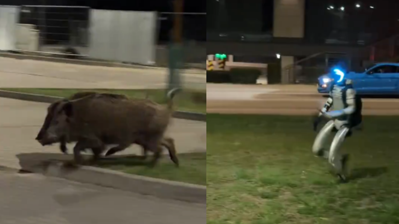 Viral video of humanoid robot running behind pigs in Poland confuses ...