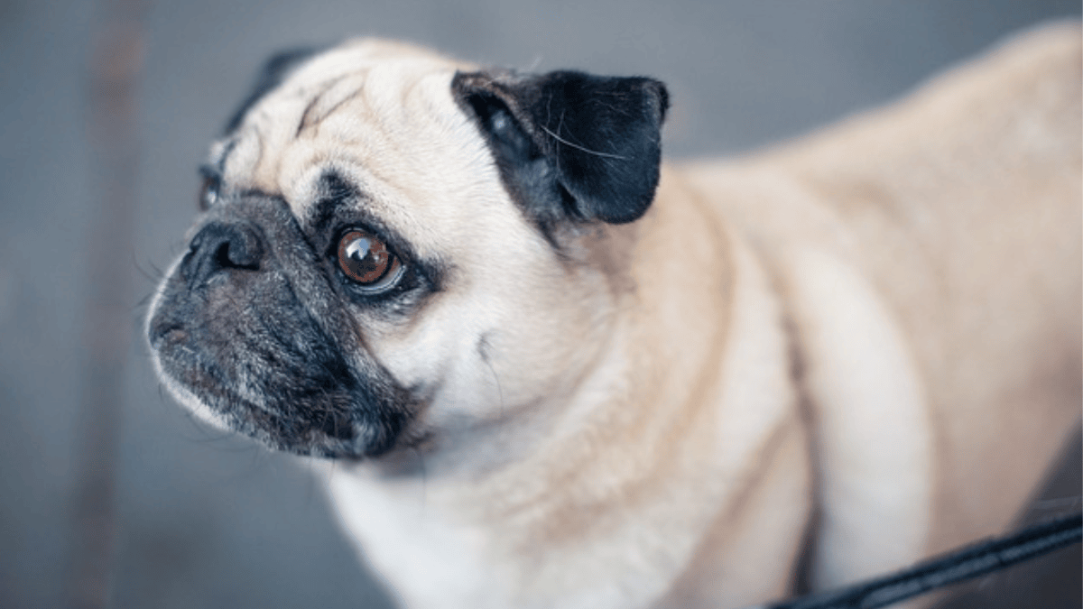 8 things people who are naturally good with dogs always do