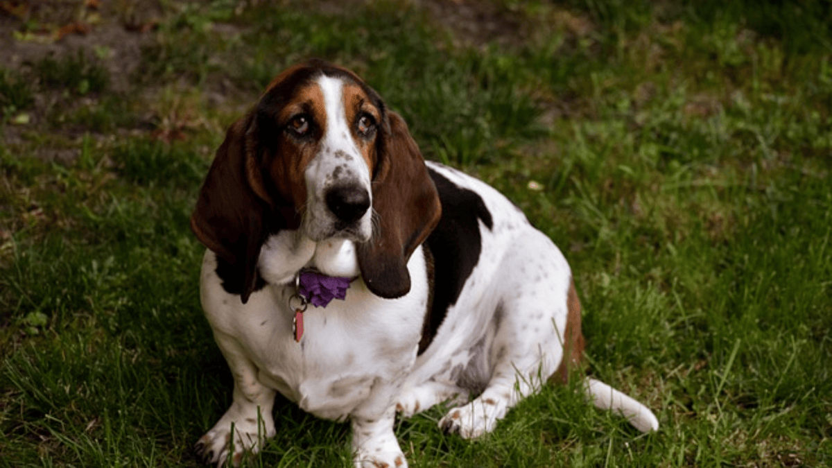 17 chill dog breeds made for homebodies and introverts