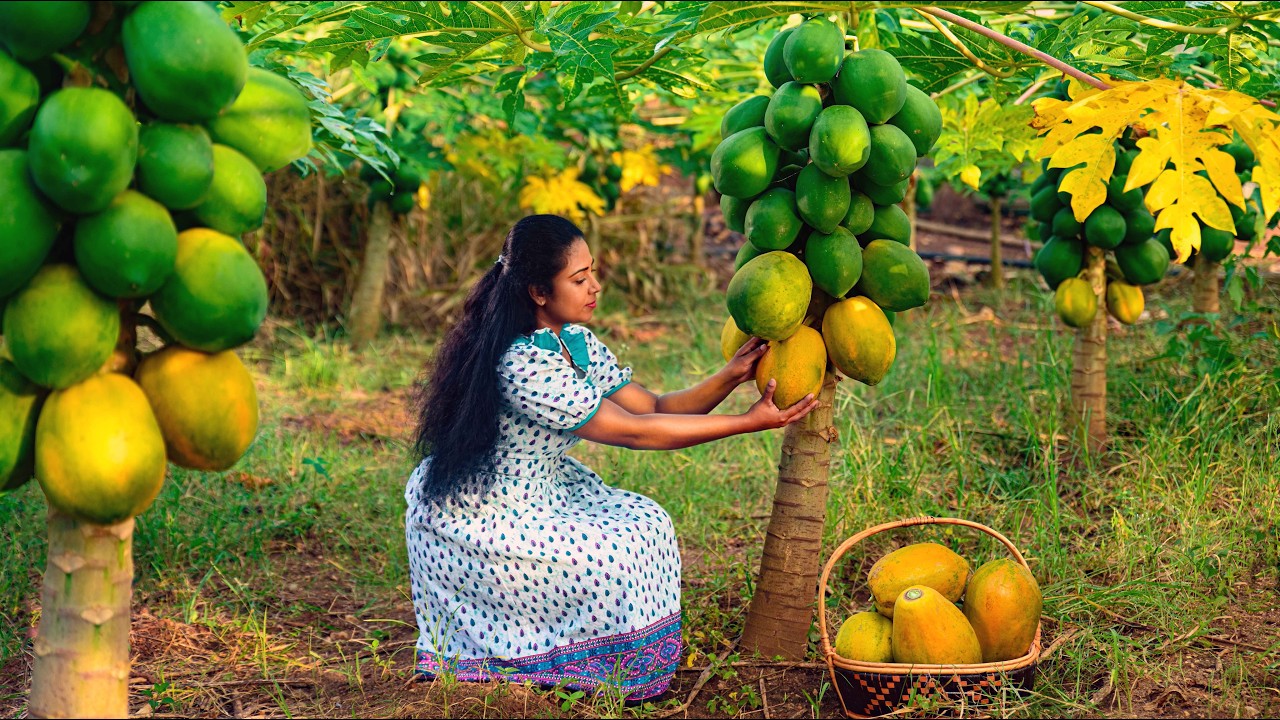 Papaya harvest to ripe dessert and unripe papaya pickle ASMR cooking ...