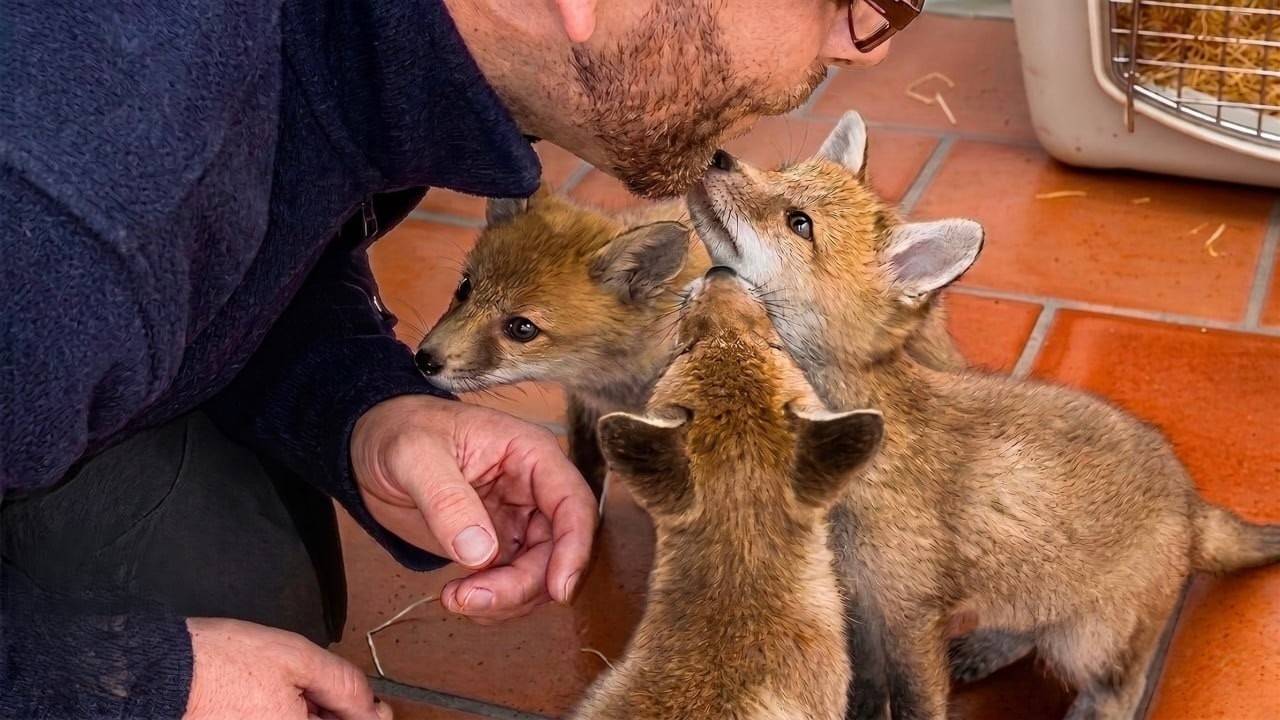 Wild foxes were fighting to survive - until they learned to trust and ...