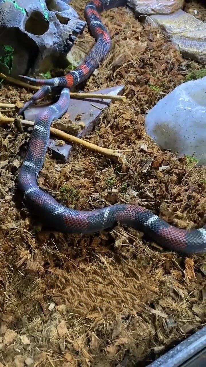 A snake with surprising charm