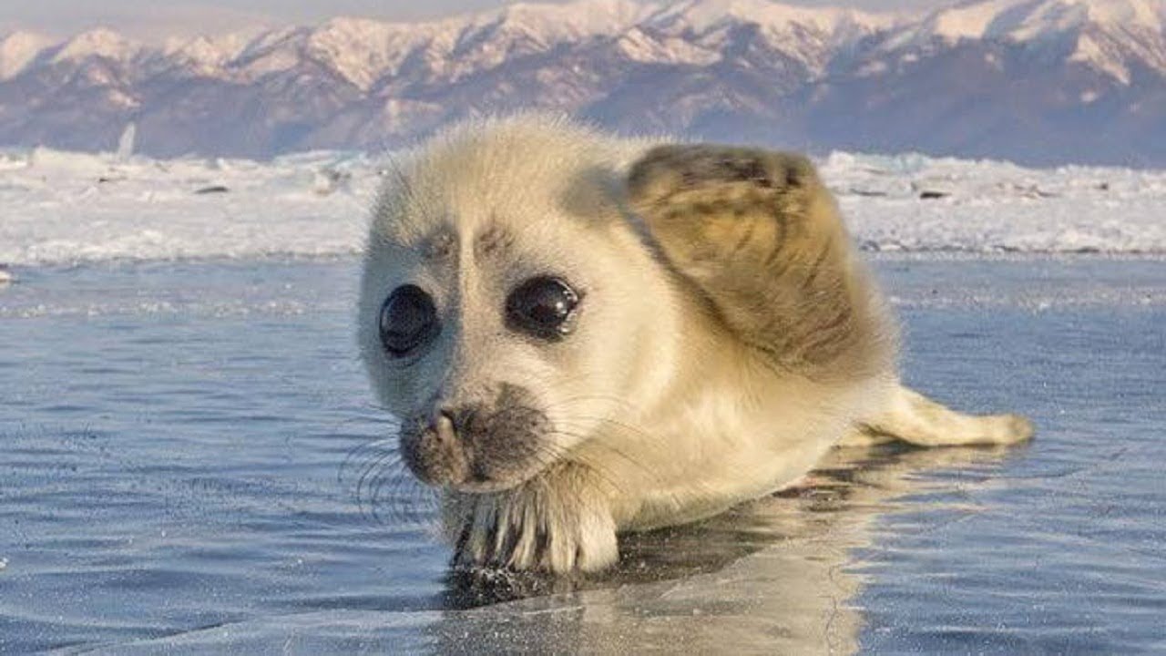 Seal pup waves at man who came to Siberia to take his picture