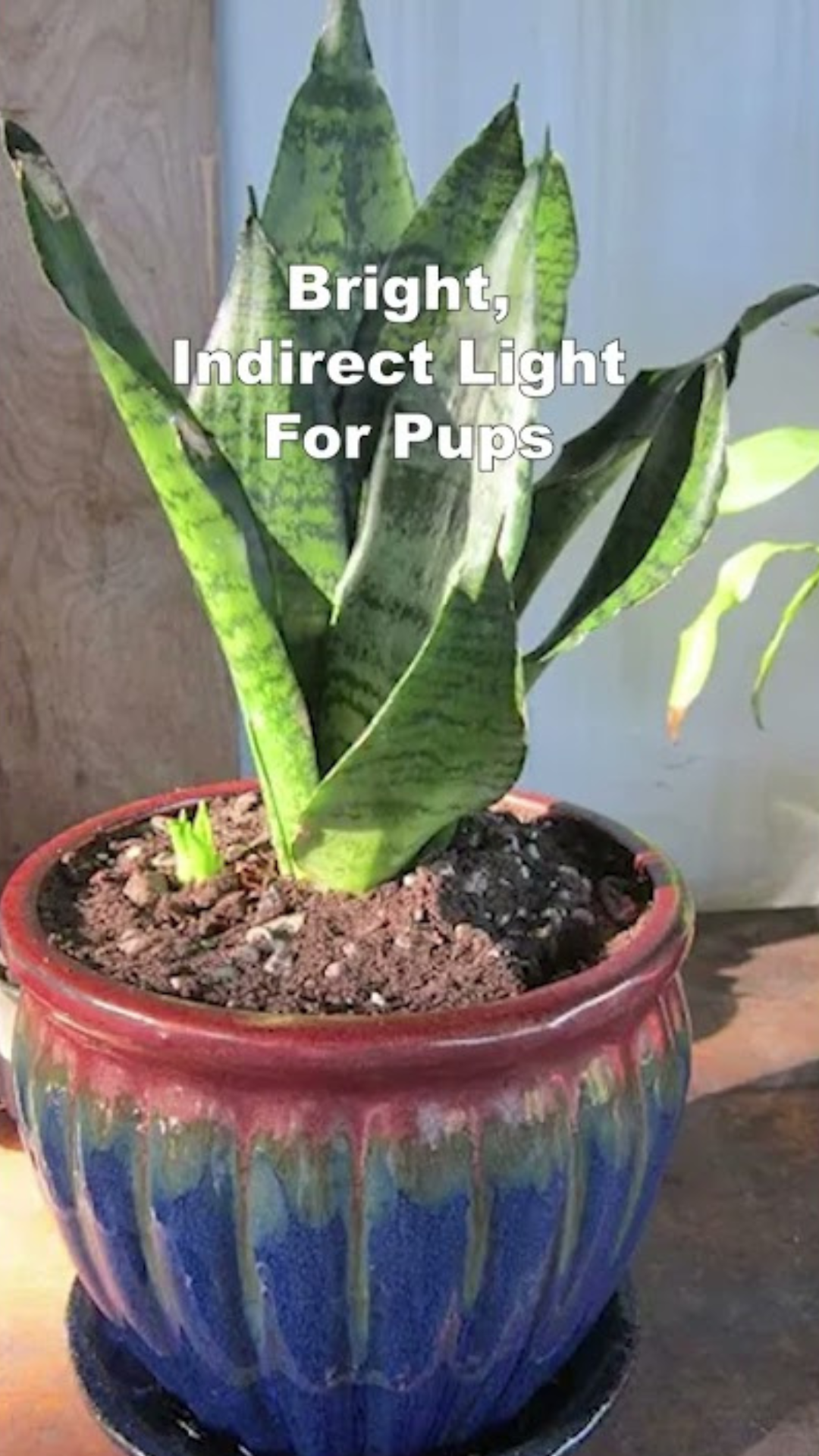 6 secret tricks to get more snake plant pups without fertilizer