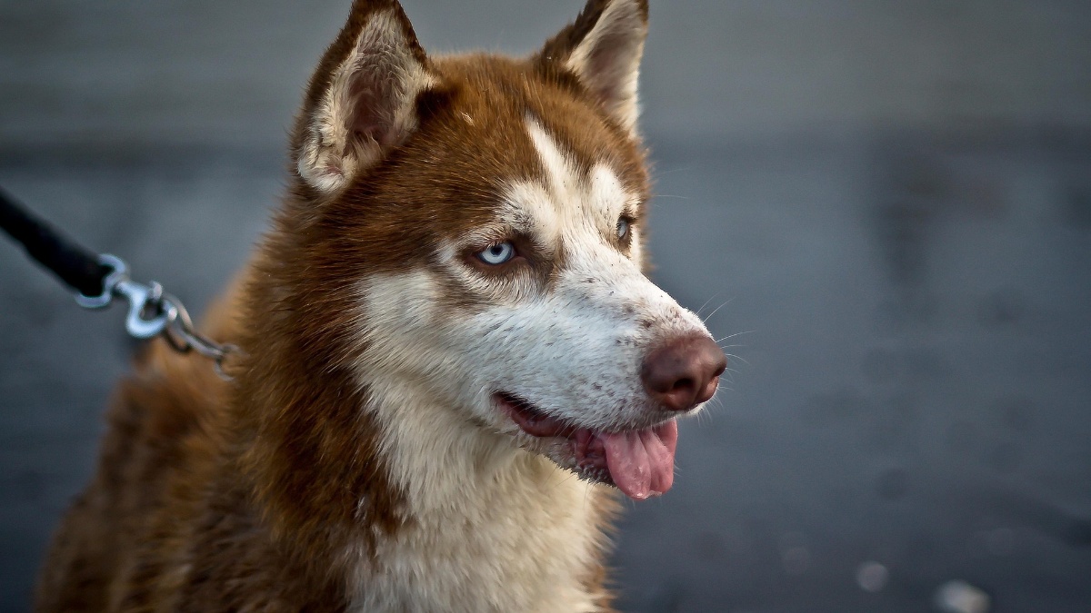 According to studies, these 10 dog behaviors show deep bonding