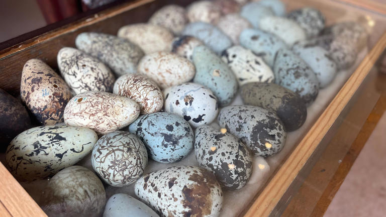 From dusty attic to museum floor - the rare egg collection spreading ...