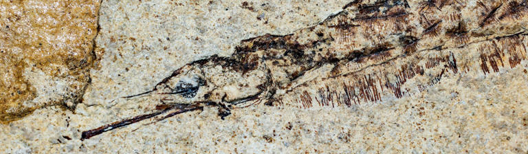 What fossil hunters got wrong before paleontology