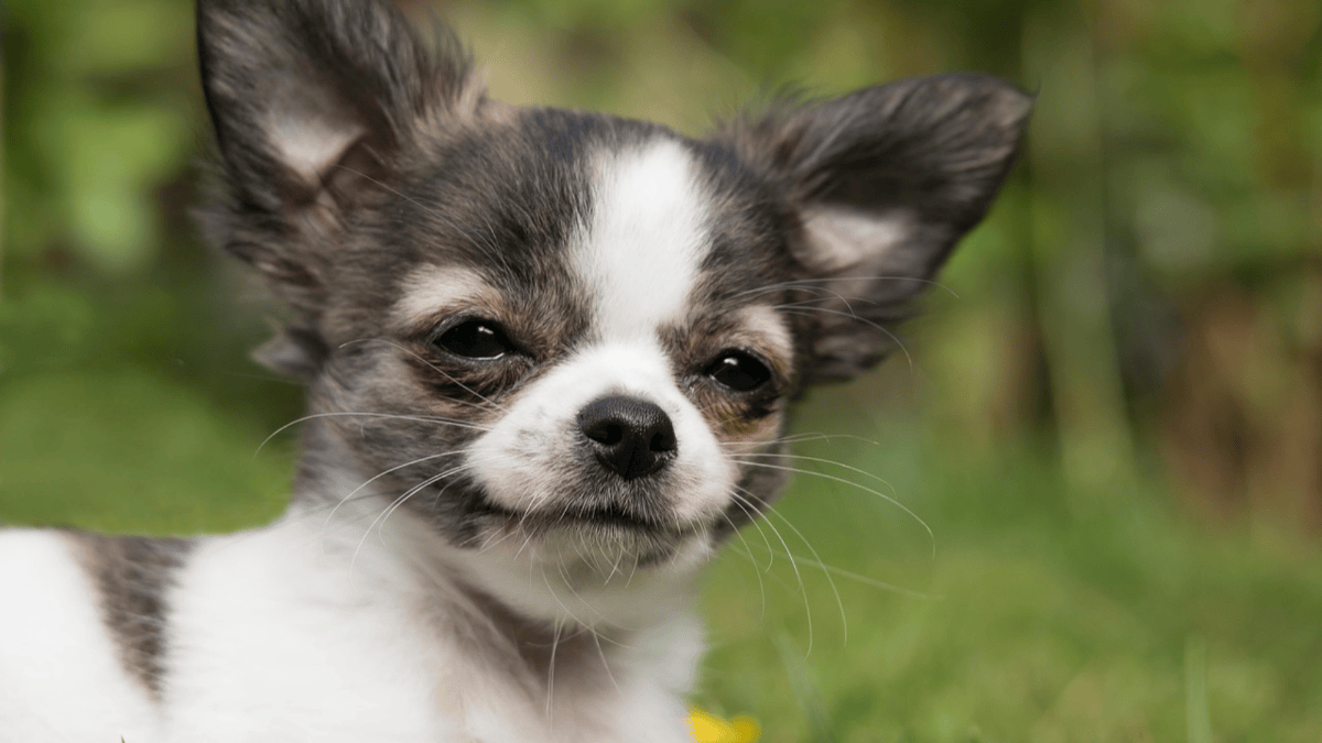 8 things people who are naturally good with dogs always do