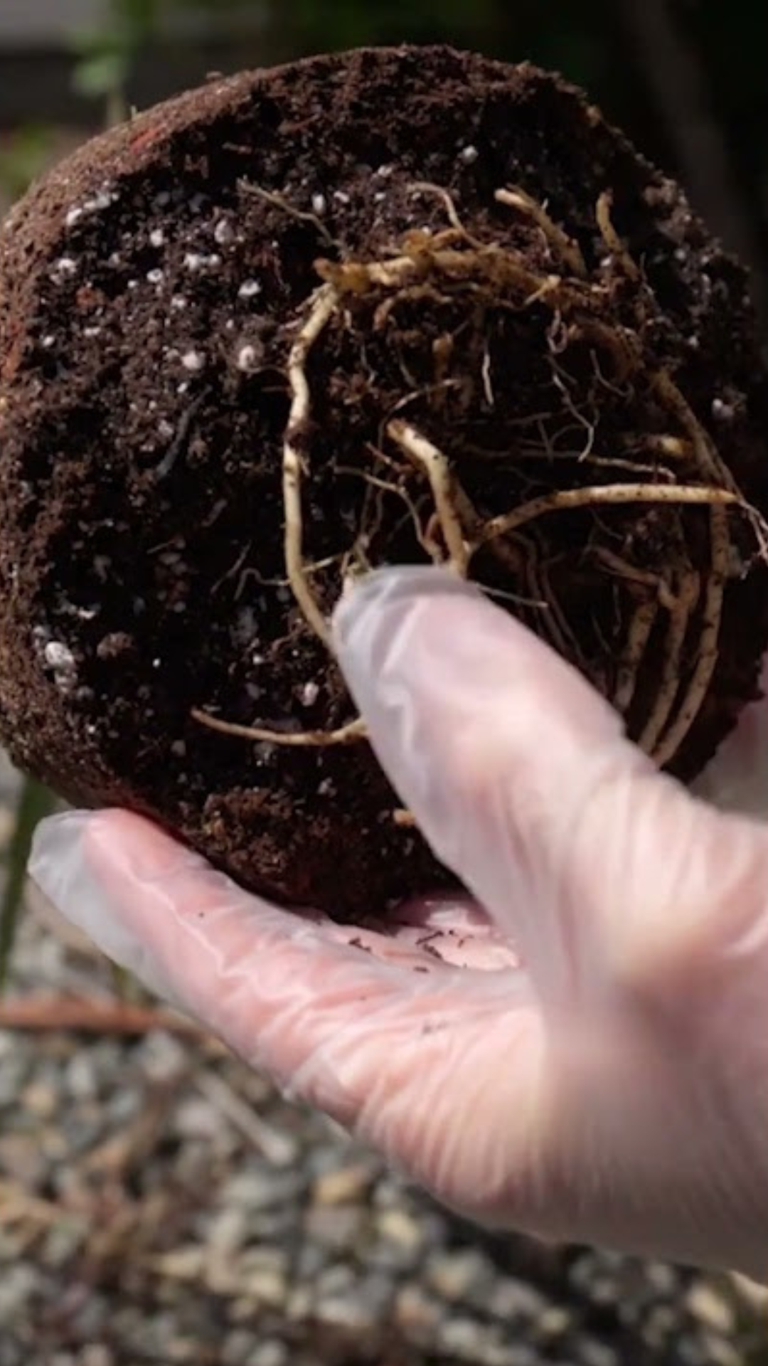 5 Must-Know Flower Care Tips for Beginners