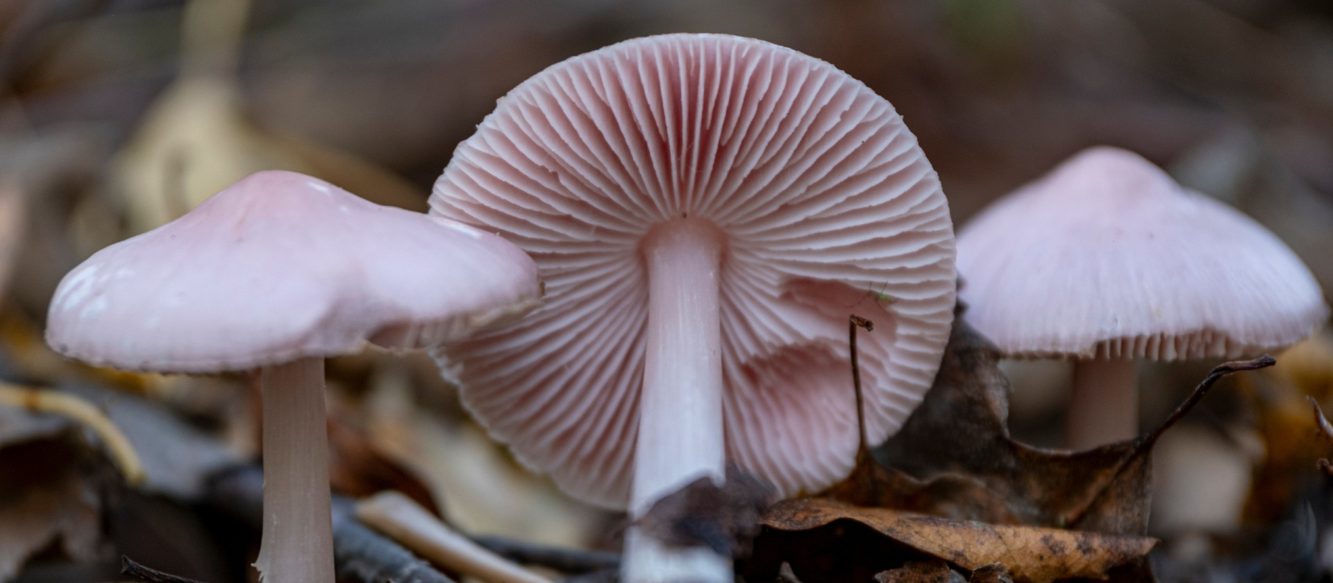 Fatal fungi and other deadly mushrooms