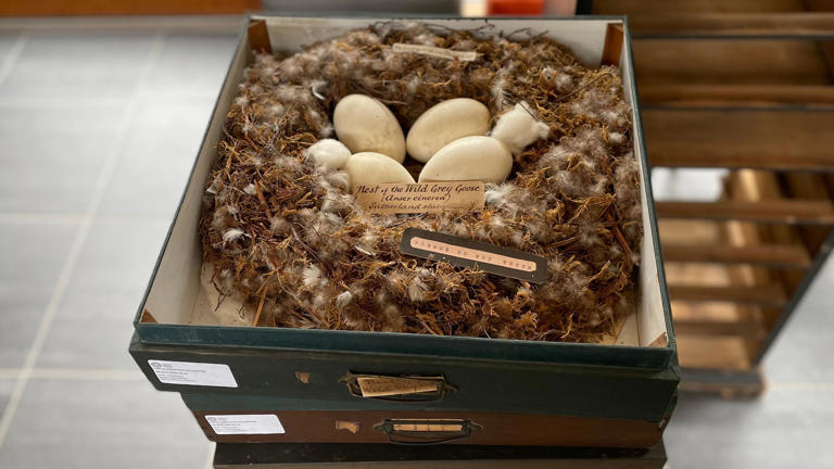 From dusty attic to museum floor - the rare egg collection spreading ...