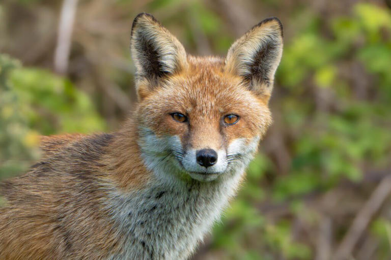 Wildlife photographer captures charming local foxes