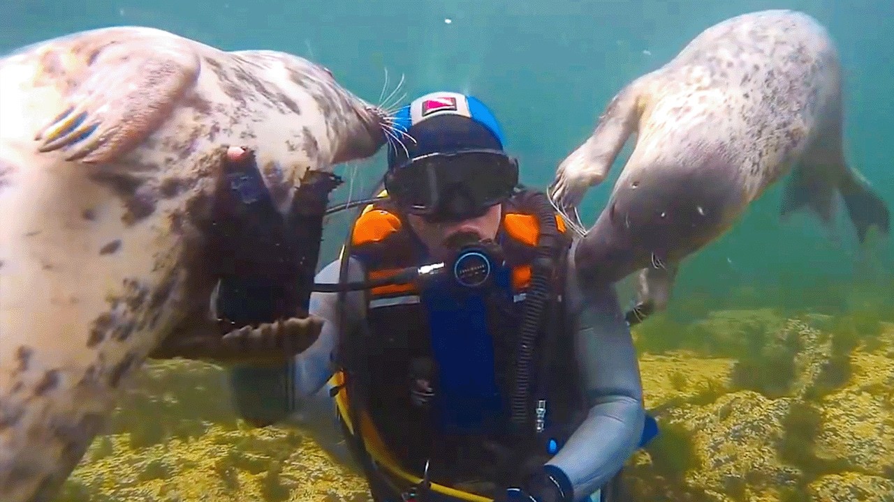 This diver couldn’t tell what a seal was trying to tell him until it ...