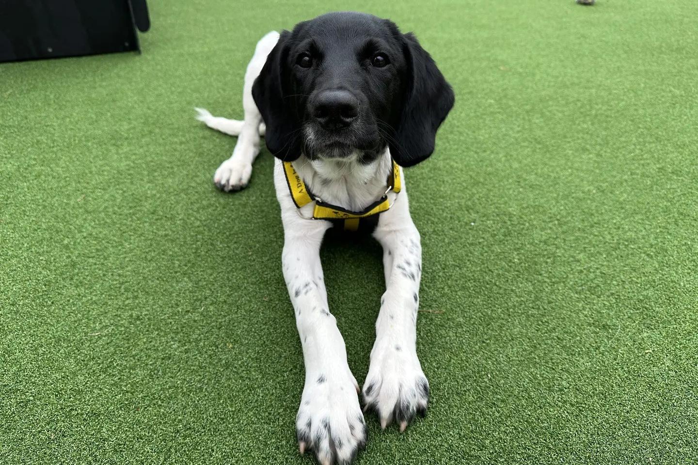Dogs Trust: Miniature poodle Beckett and foxhound/spaniel cross pup ...