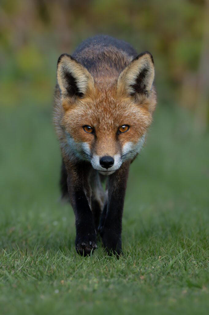 Wildlife photographer captures charming local foxes