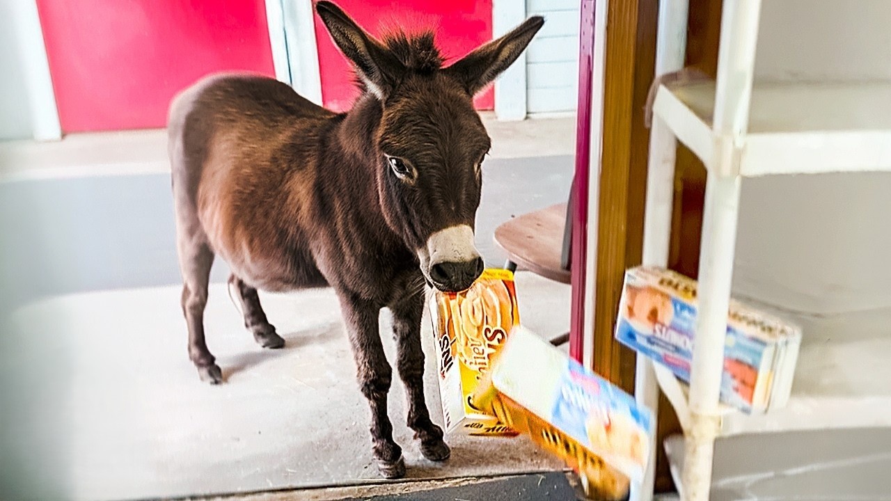 Mini donkey refused to be ignored - until he became everyone’s best friend